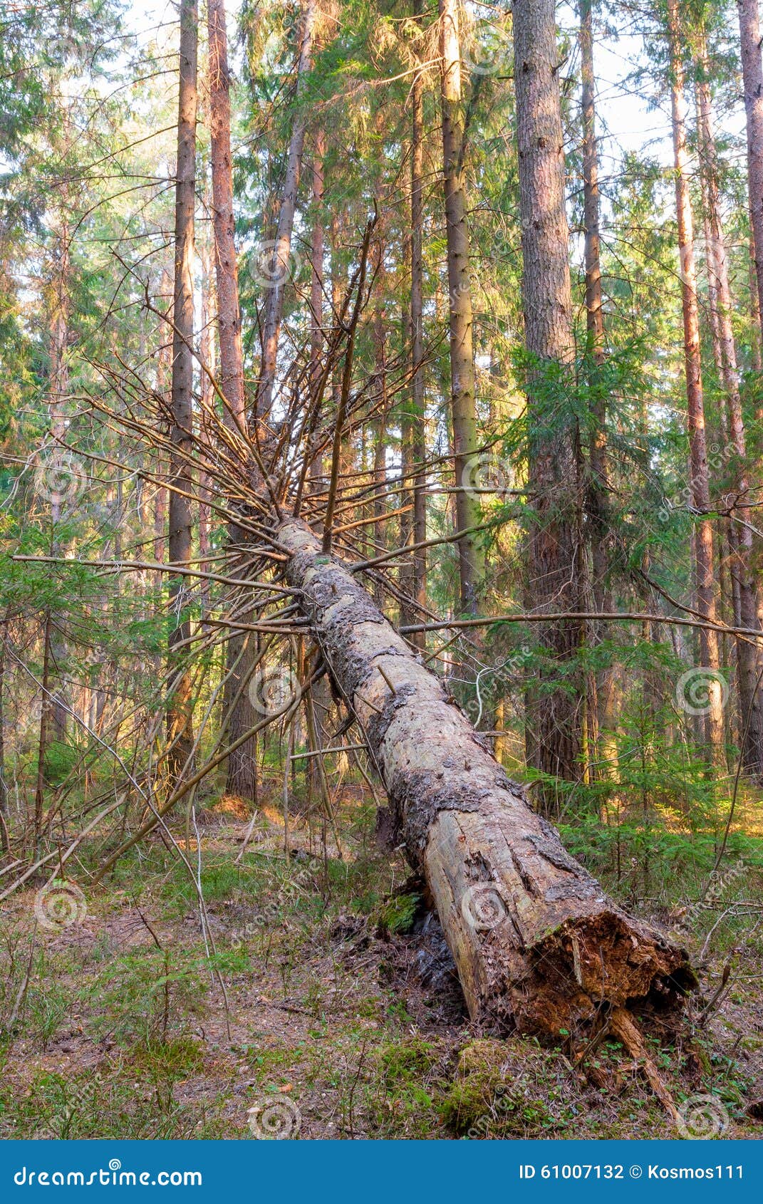 Rotten Fallen Tree in the Forest Stock Photo - Image of outdoors, light ...