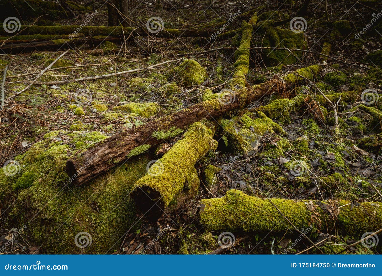 Rotten Fallen Trees Covered with Dense Moss Stock Photo - Image of deep ...