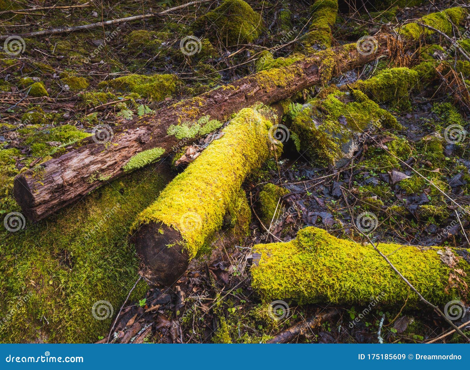 Rotten Fallen Trees Covered with Dense Moss Stock Image - Image of ...