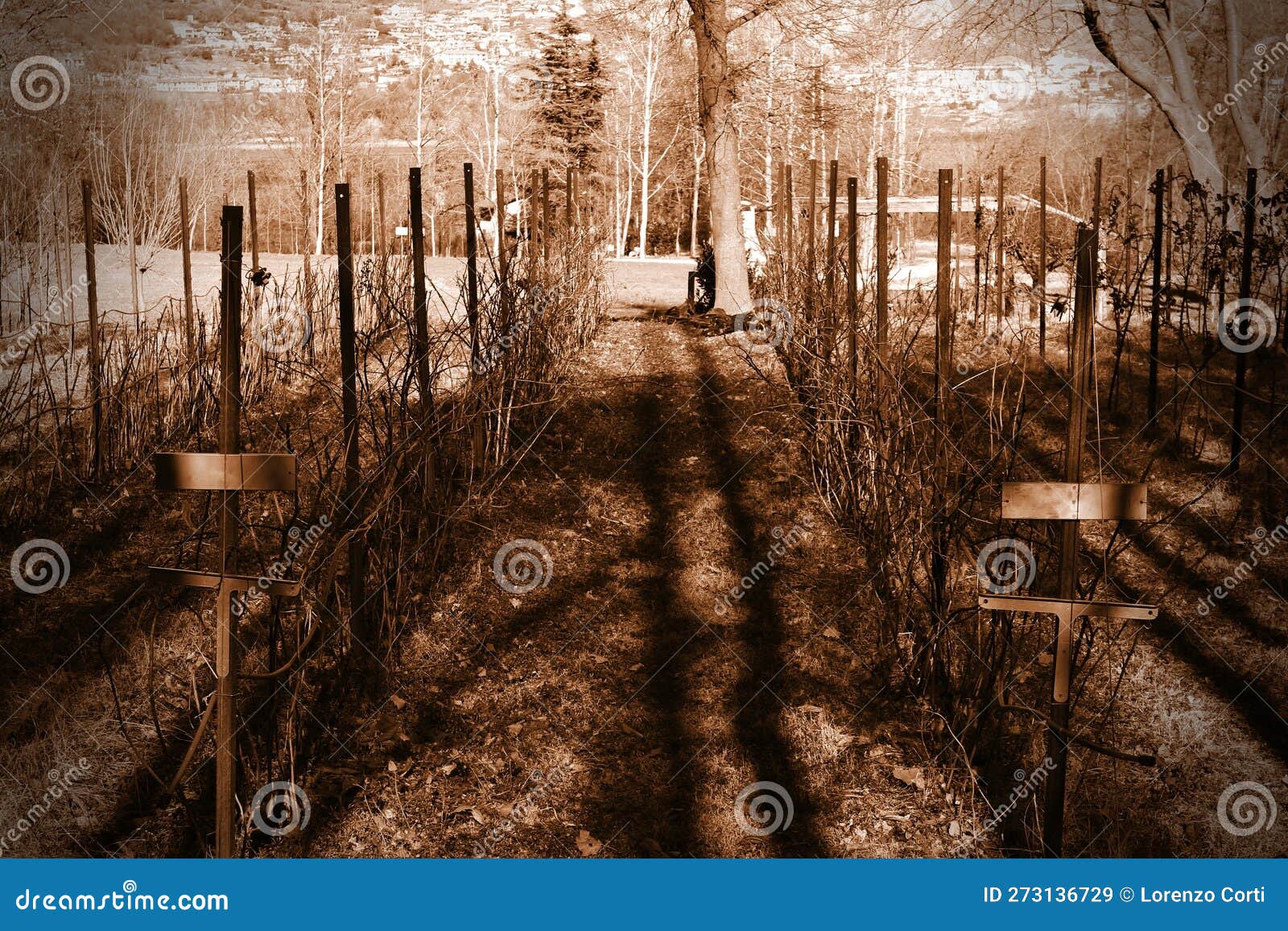 Rotten field stock image. Image of snow, plant, rotten - 273136729