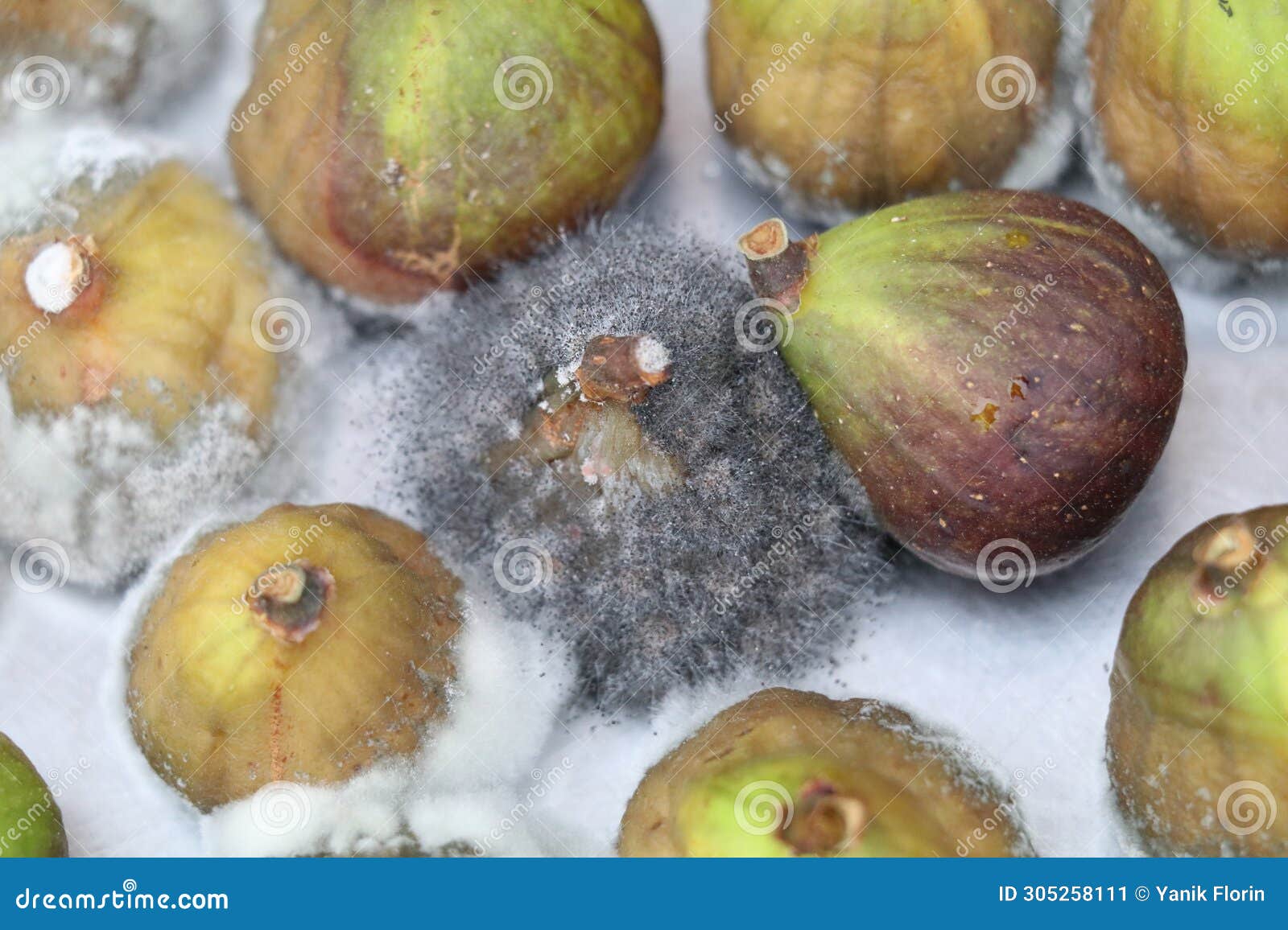 Rotten Figs with Mold in Different Stages Stock Image - Image of gone ...