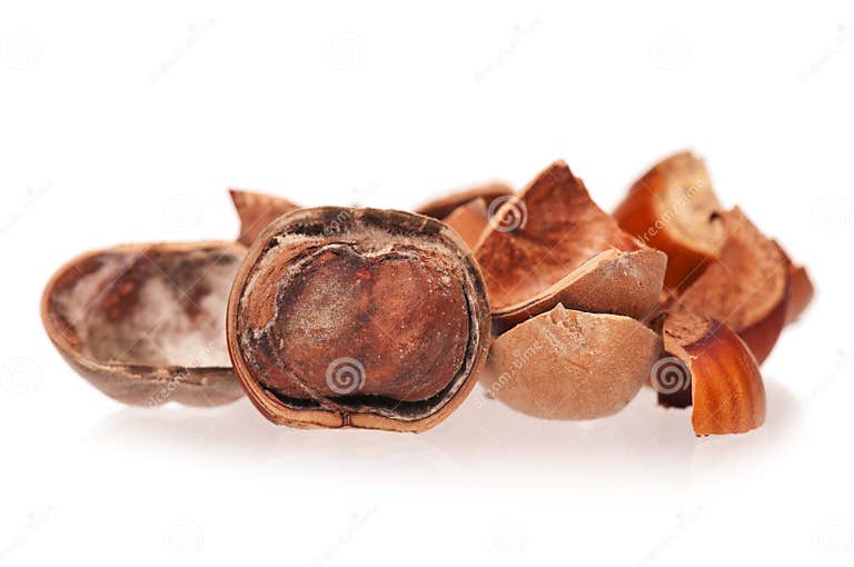 Rotten filbert stock photo. Image of natural, close, filbert - 41657476