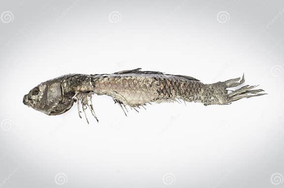 Rotten fish stock image. Image of health, concept, environmental - 24563755