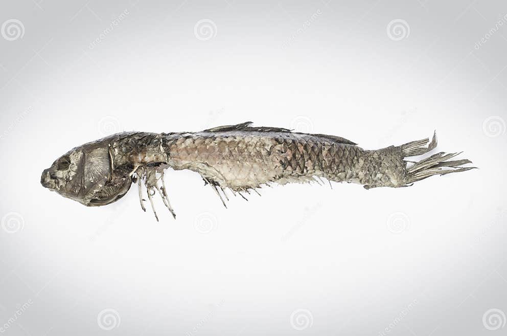 Rotten fish stock image. Image of health, concept, environmental - 24563755