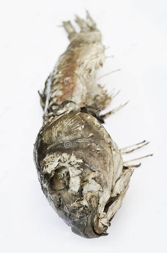 Rotten fish stock image. Image of concept, environment - 24563759