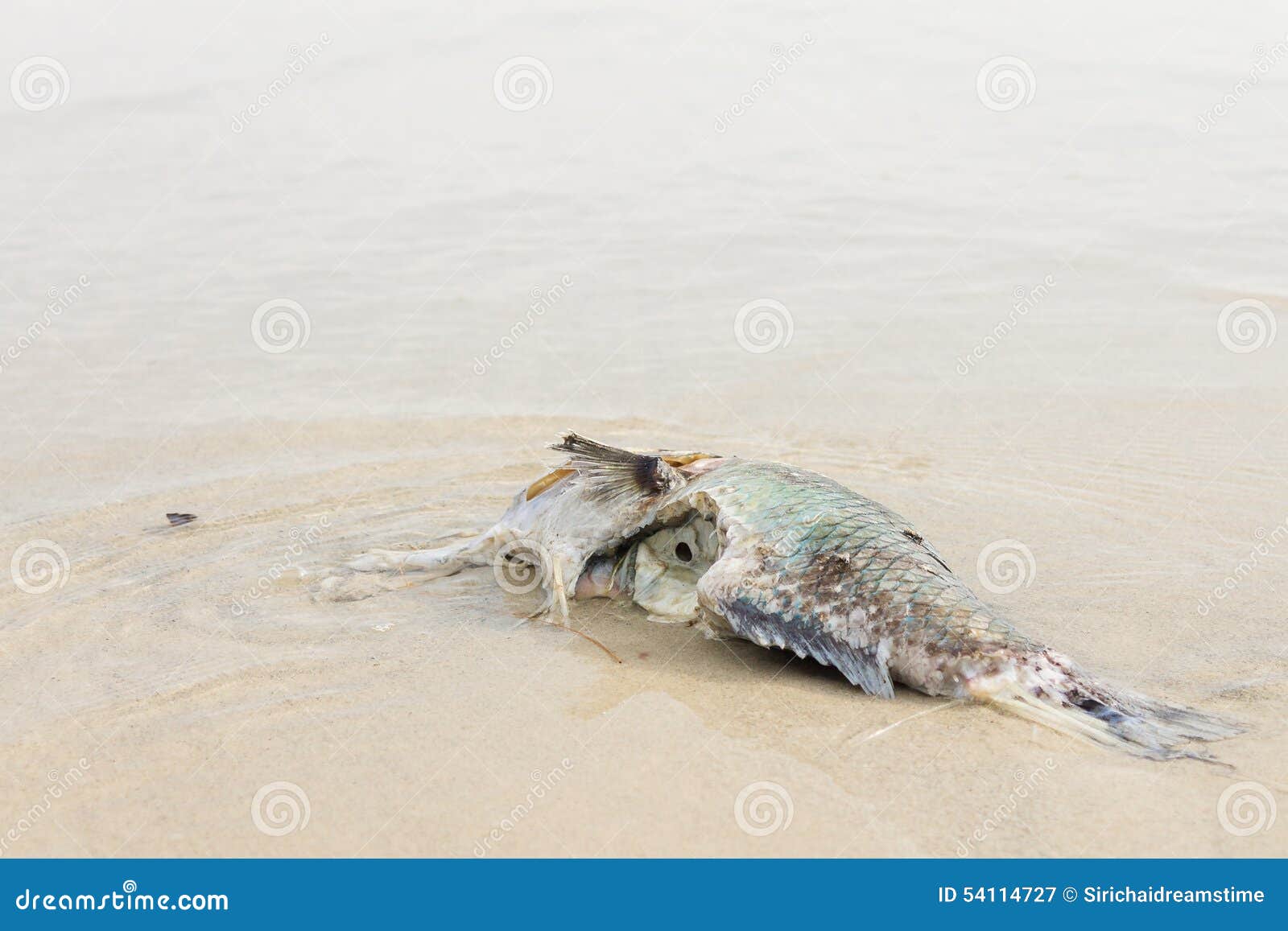 Rotten fish on the beach stock image. Image of water - 54114727