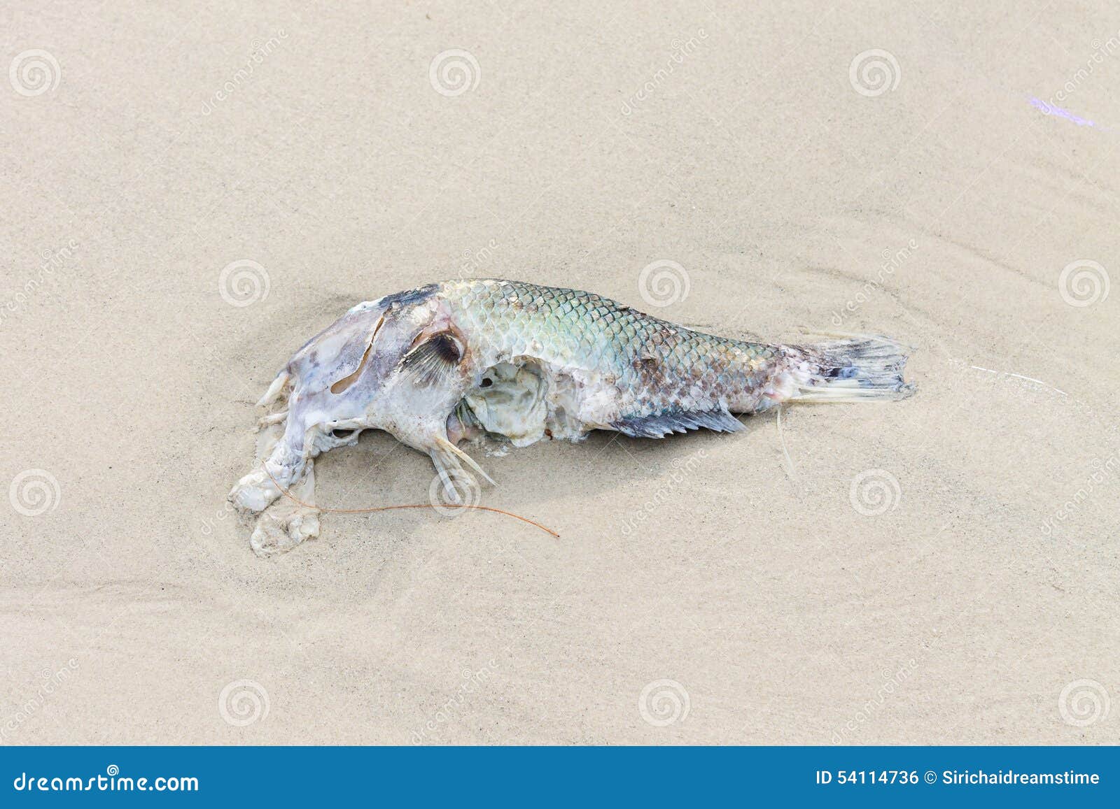 Rotten fish on the beach stock photo. Image of pollution - 54114736