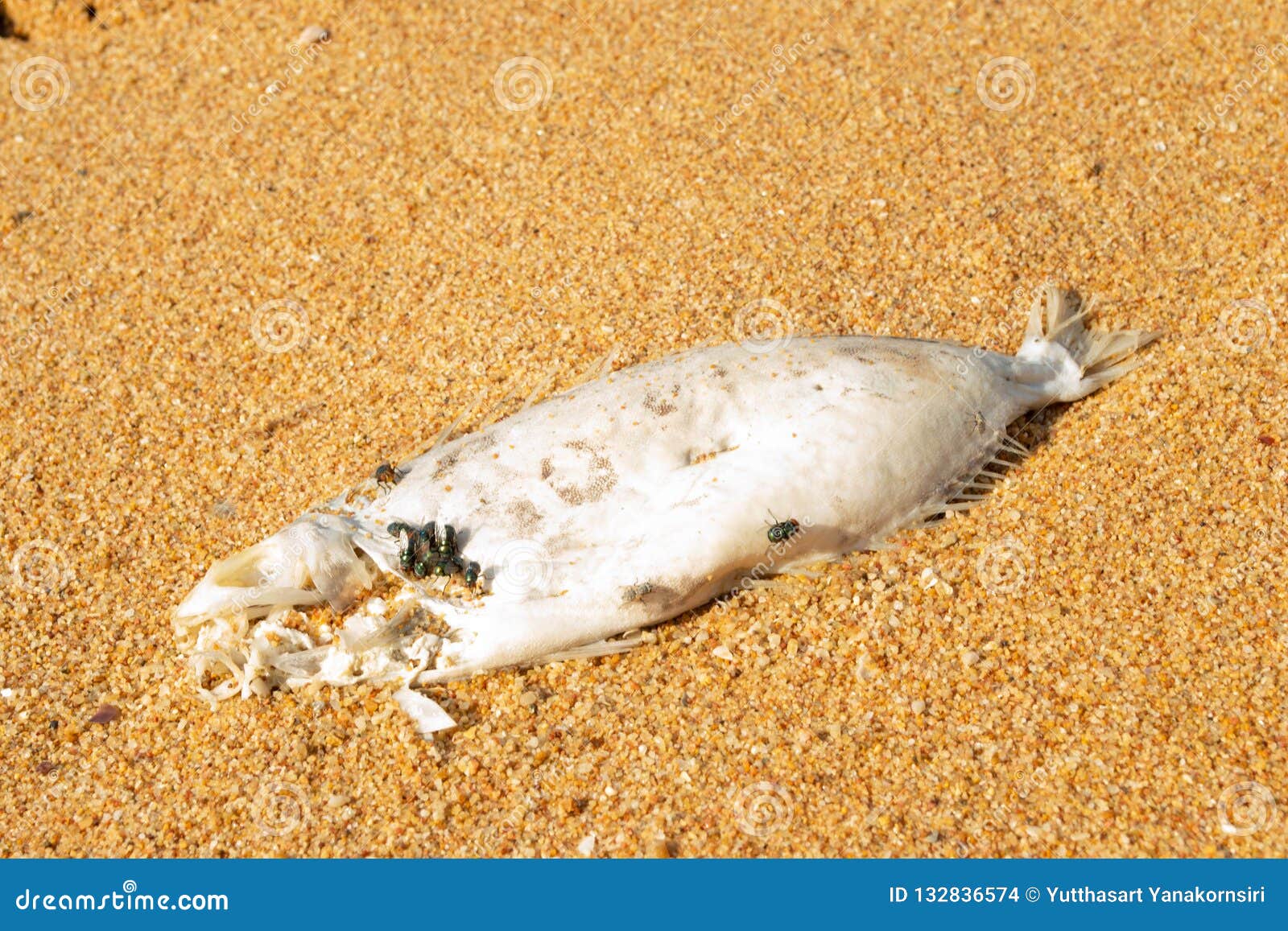 Rotten fish on the beach stock photo. Image of coast - 132836574