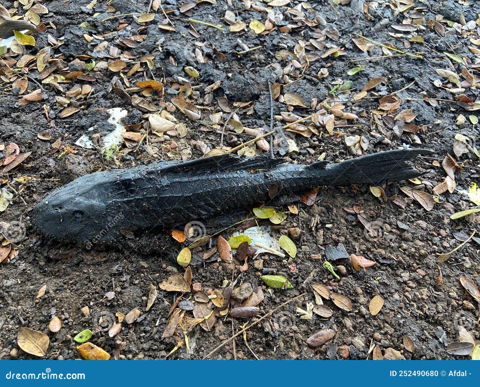 The Rotten Fish Carcass on the Lakeside Stock Photo - Image of natural ...