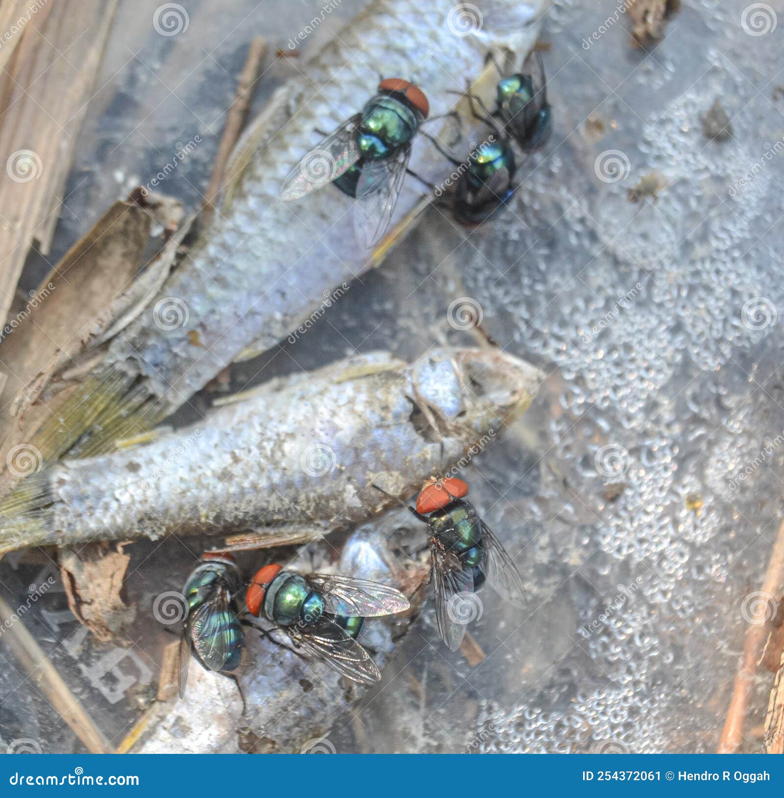 Rotten fish and flies stock image. Image of invertebrate - 254372061