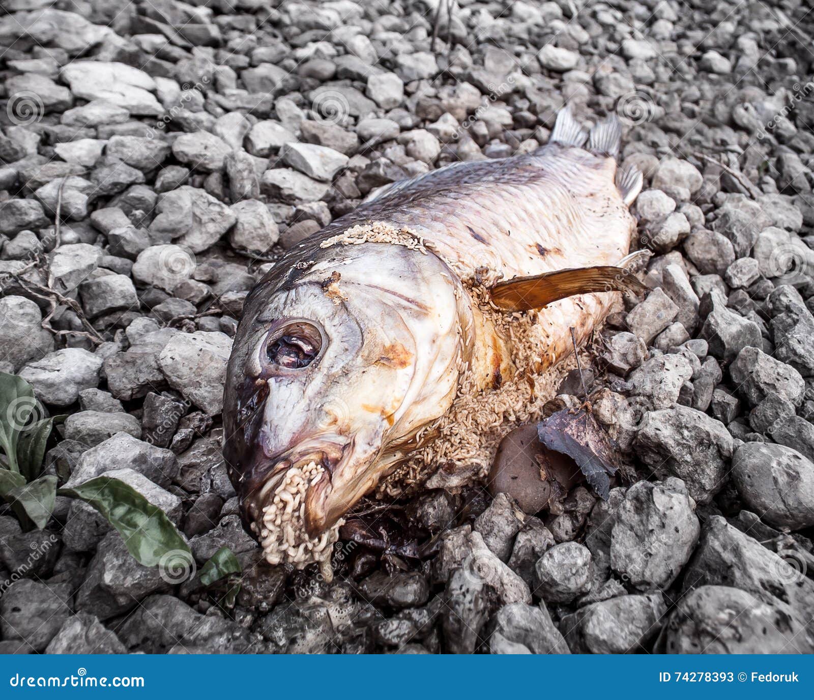 Rotten Fish with Maggots on the River Bank Stock Image - Image of ...