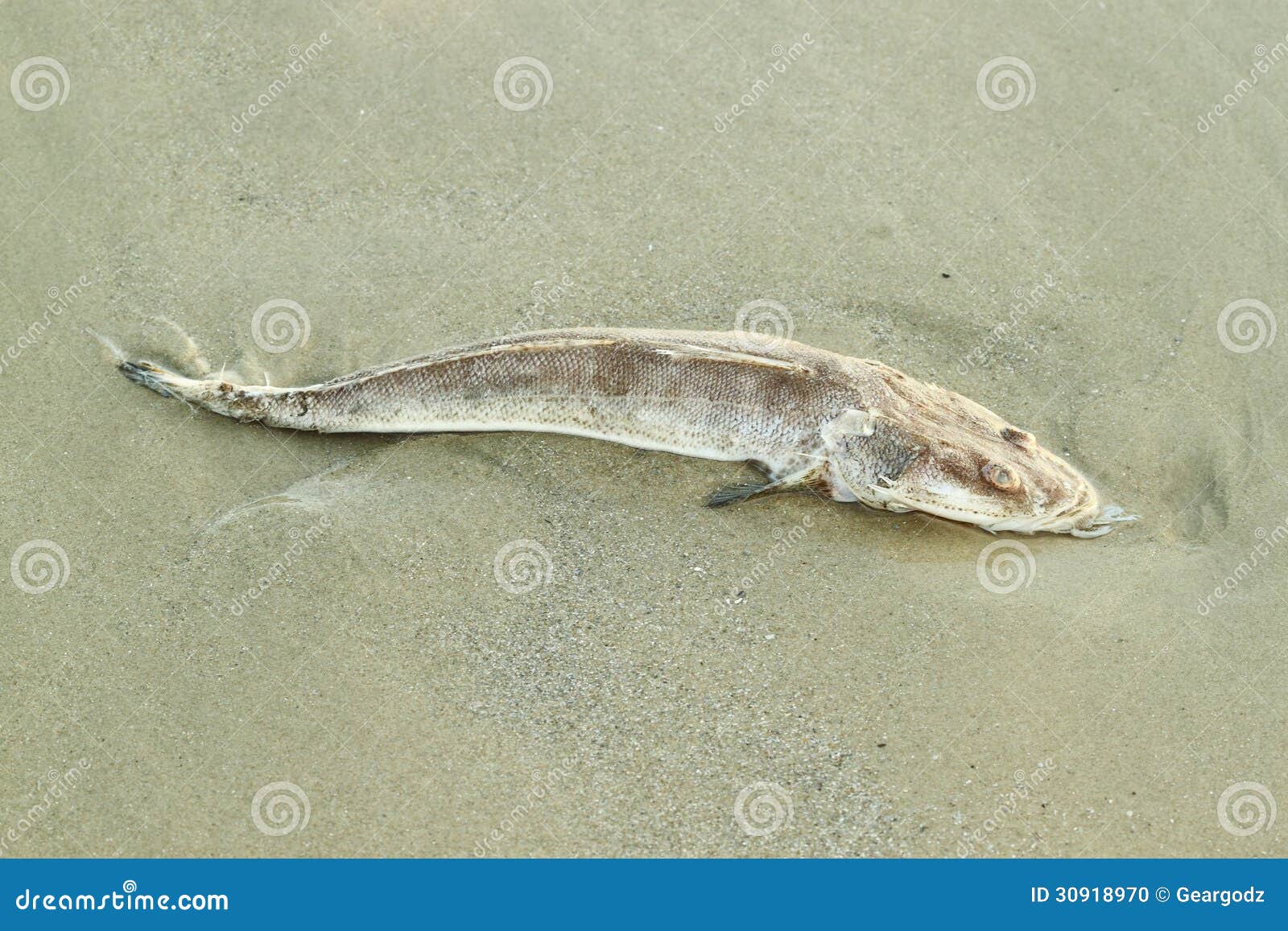 Rotten fish in sand stock photo. Image of environment - 30918970