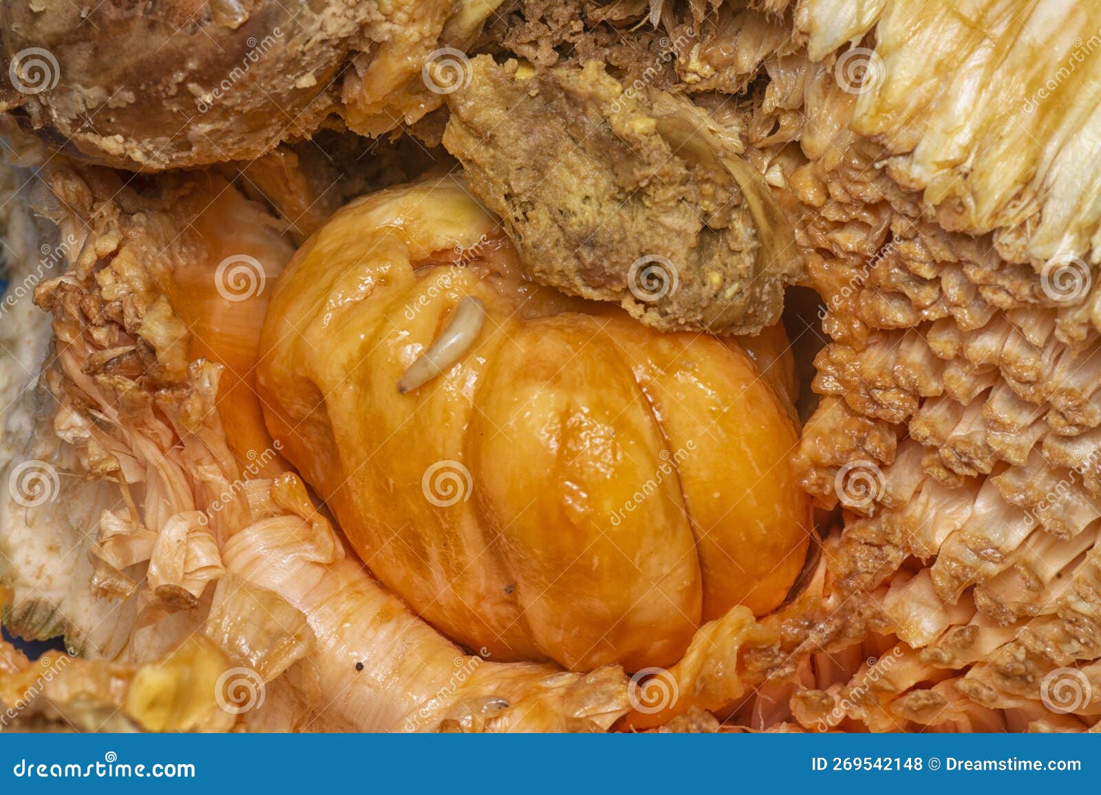 Rotten Flesh of the Artocarpus Integer Inner Fruit. Stock Photo - Image ...