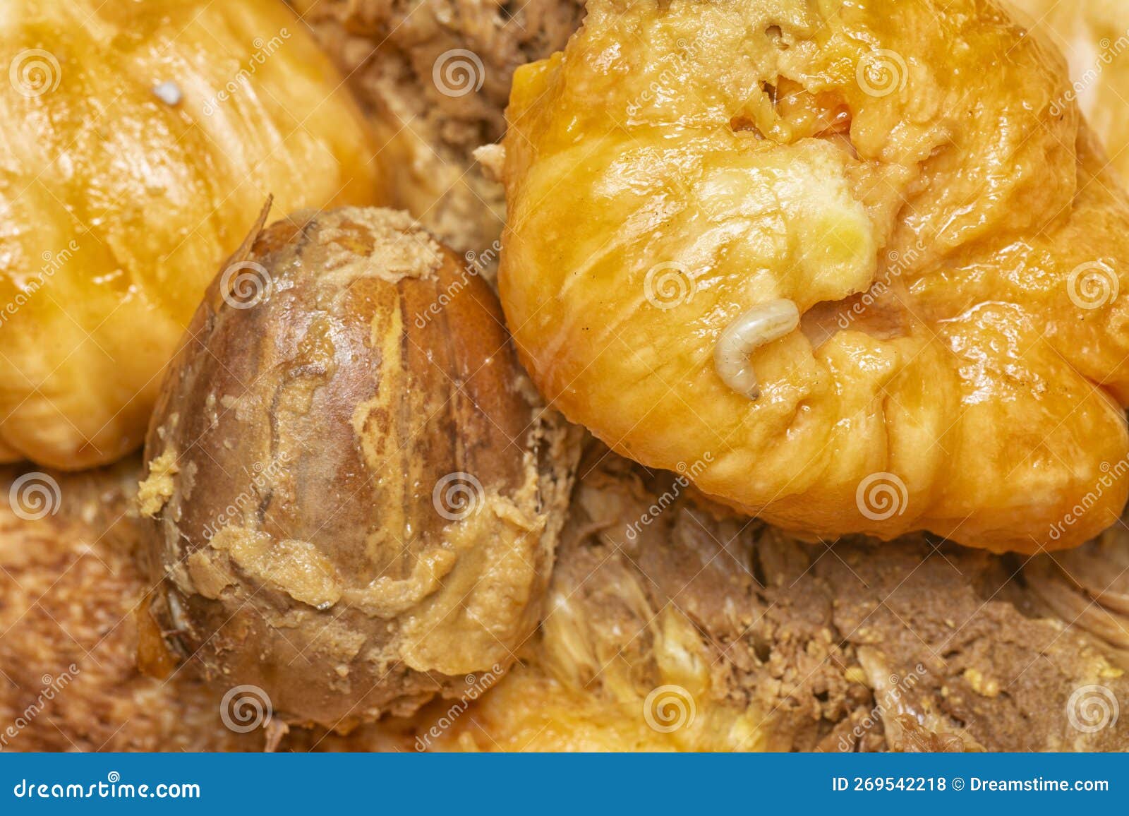 Rotten Flesh of the Artocarpus Integer Inner Fruit. Stock Photo - Image ...