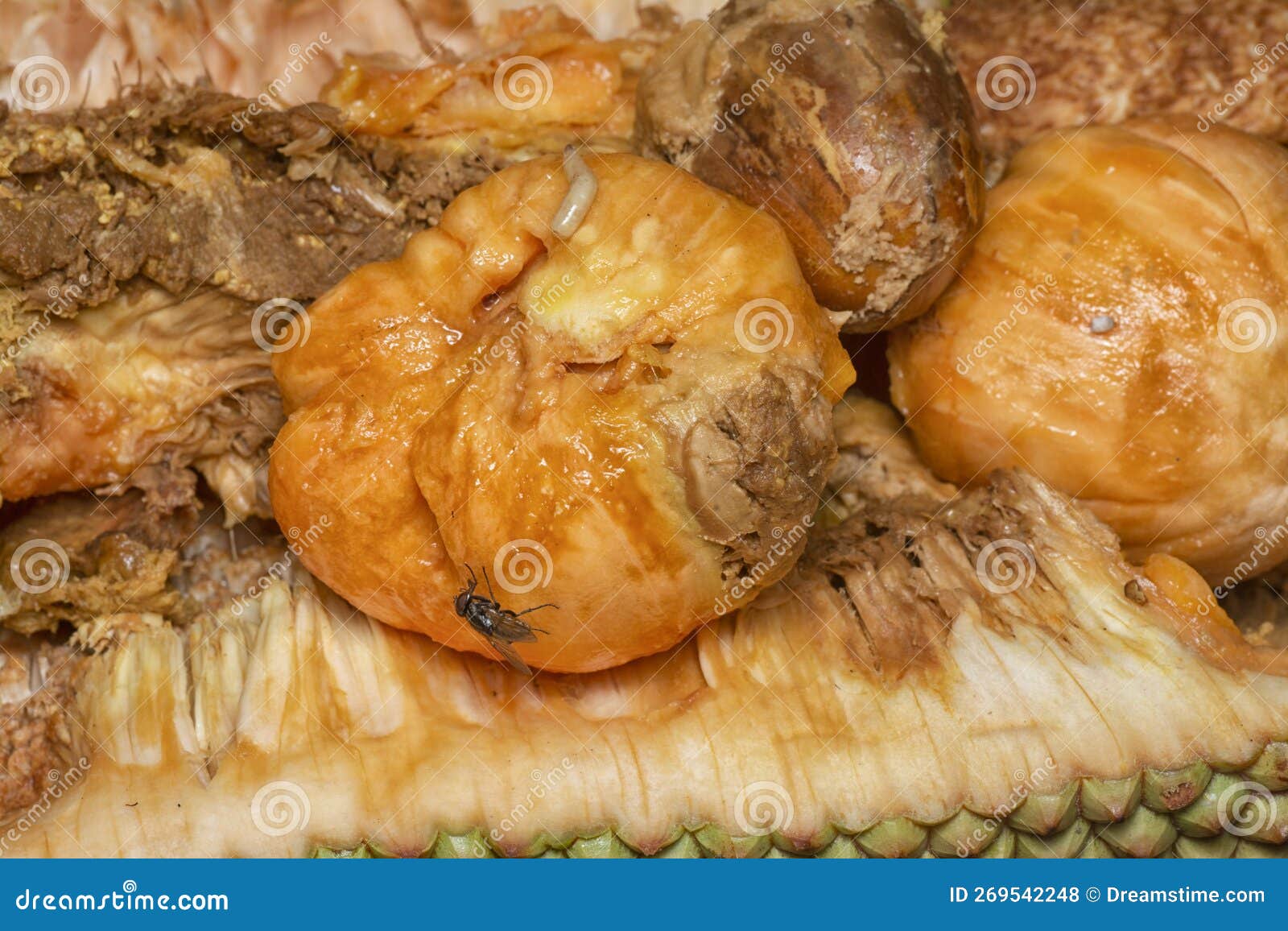 Rotten Flesh of the Artocarpus Integer Inner Fruit. Stock Photo - Image ...