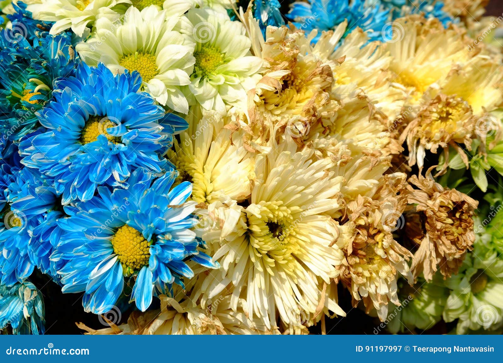 Rotten Flower Background. stock image. Image of fresh - 91197997