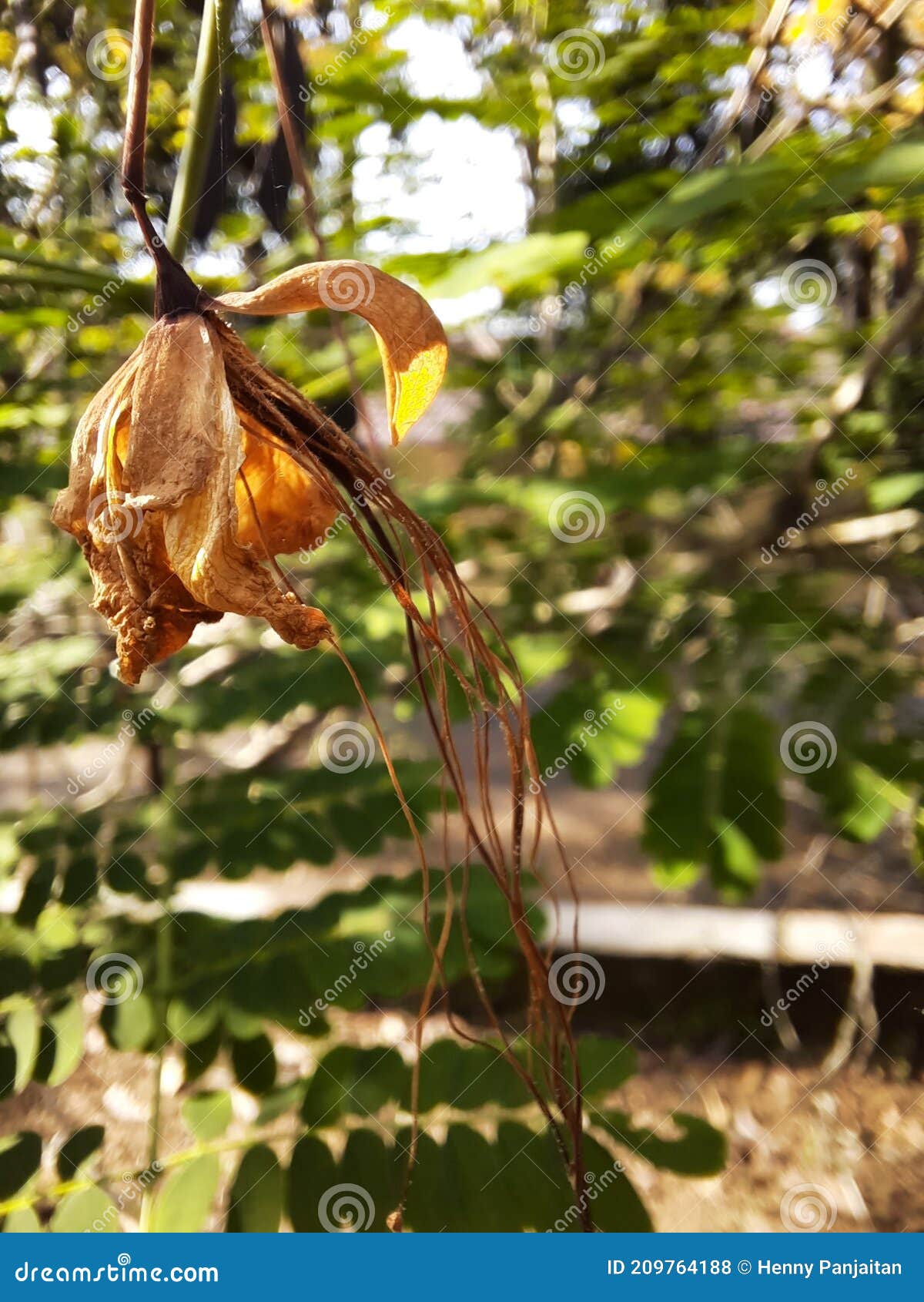 A Rotten Flower Under the Sunshine Stock Photo - Image of nature ...