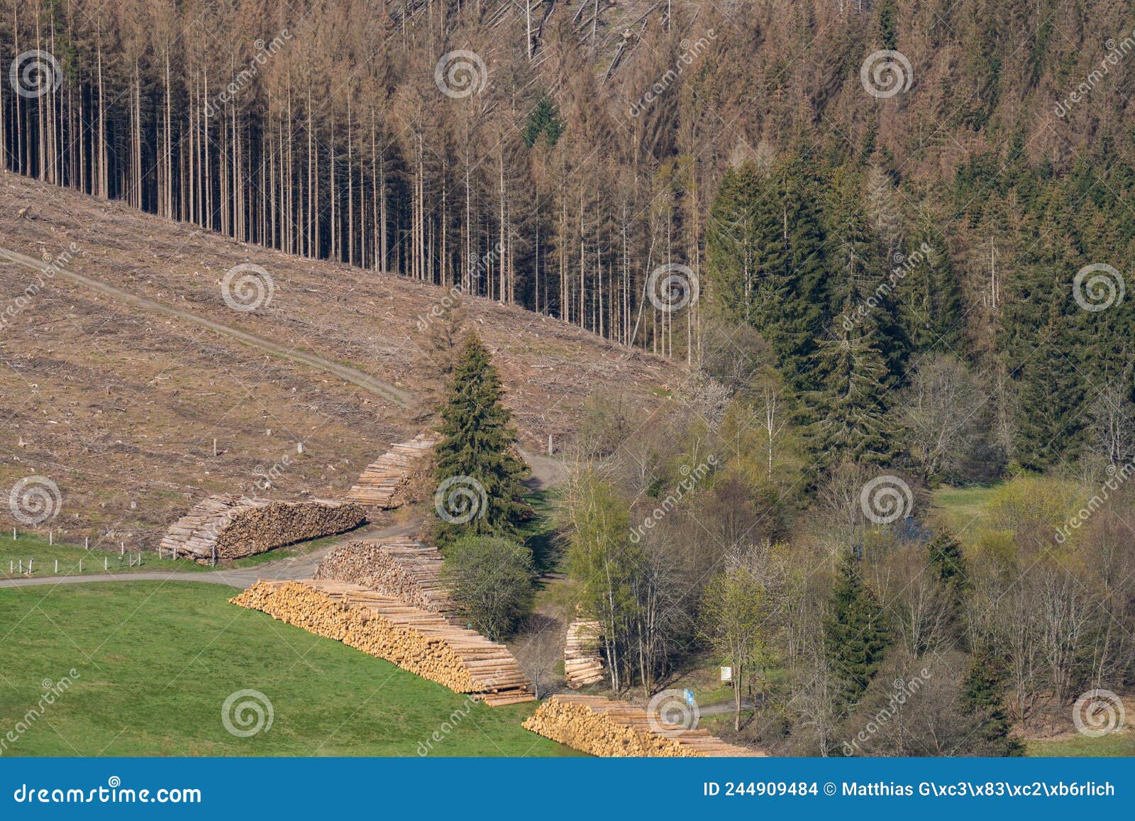 Rotten Forrest in the German Area Called Rothaargebirge Stock Photo ...