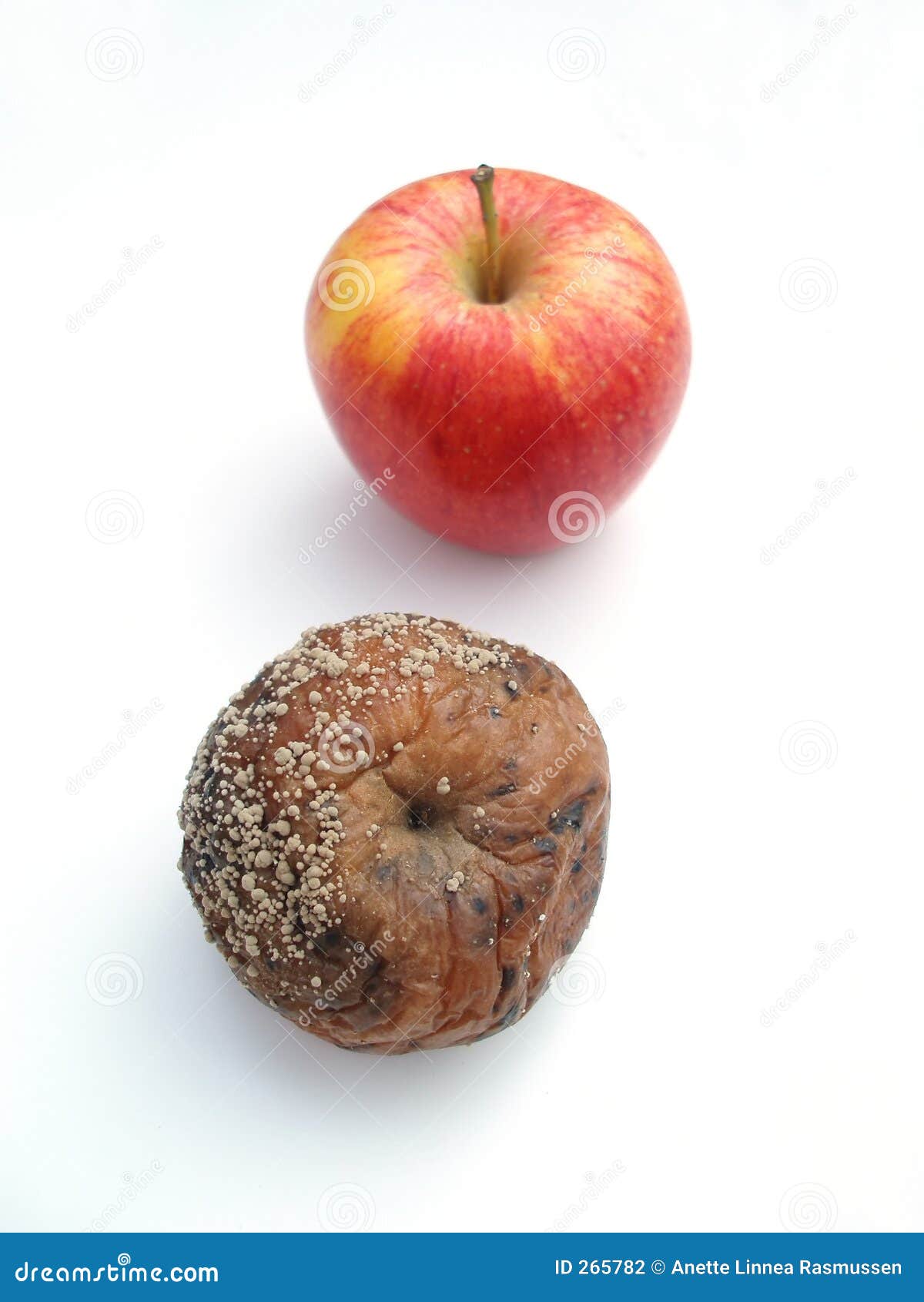A rotten and a fresh apple stock photo. Image of garden - 265782 A rotten and a fresh apple stock photo. Image of garden - 265782