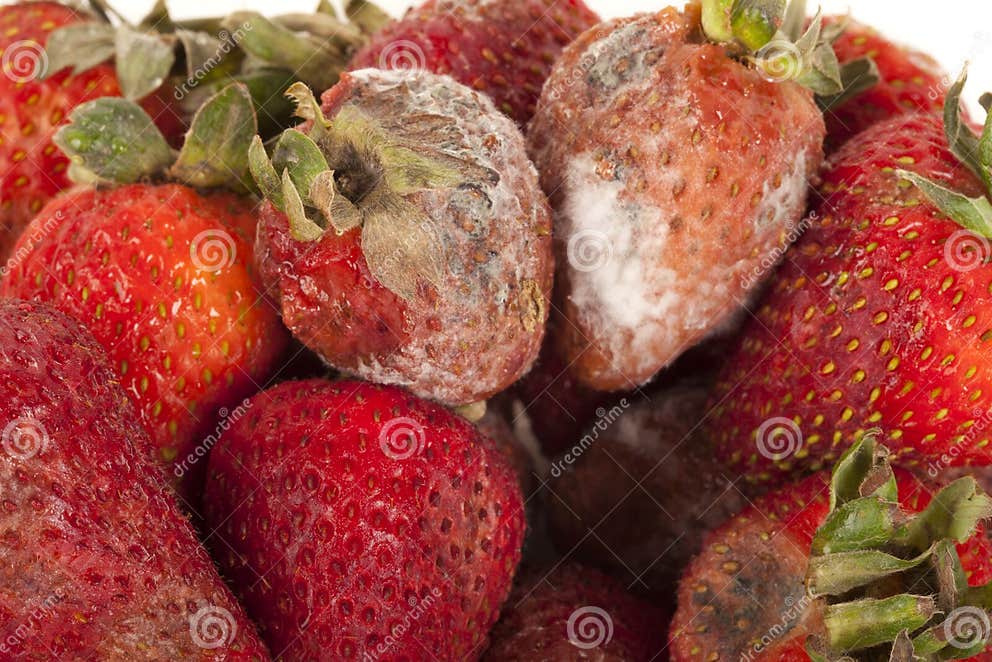 Rotten Fruit stock photo. Image of food, nutrition, fruit - 23304306