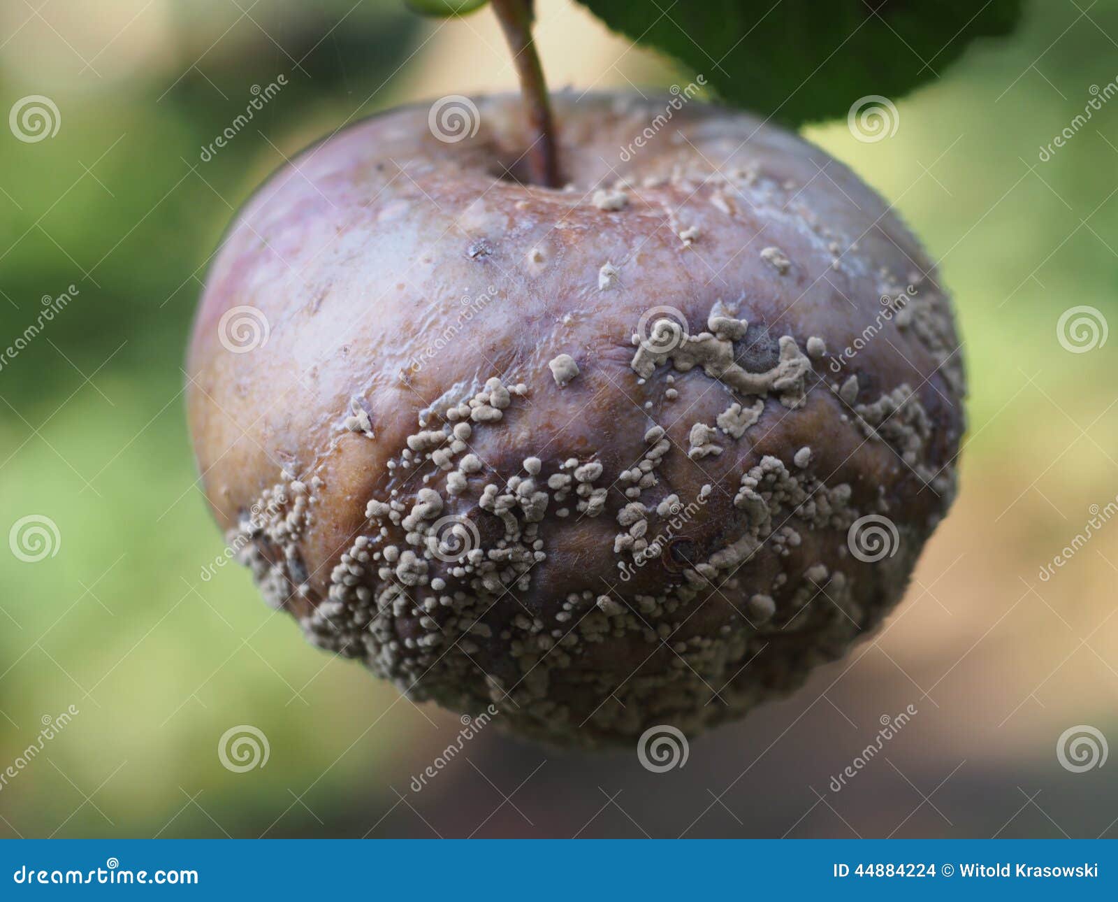 Rotten fruit apple stock photo. Image of brown, dead - 44884224