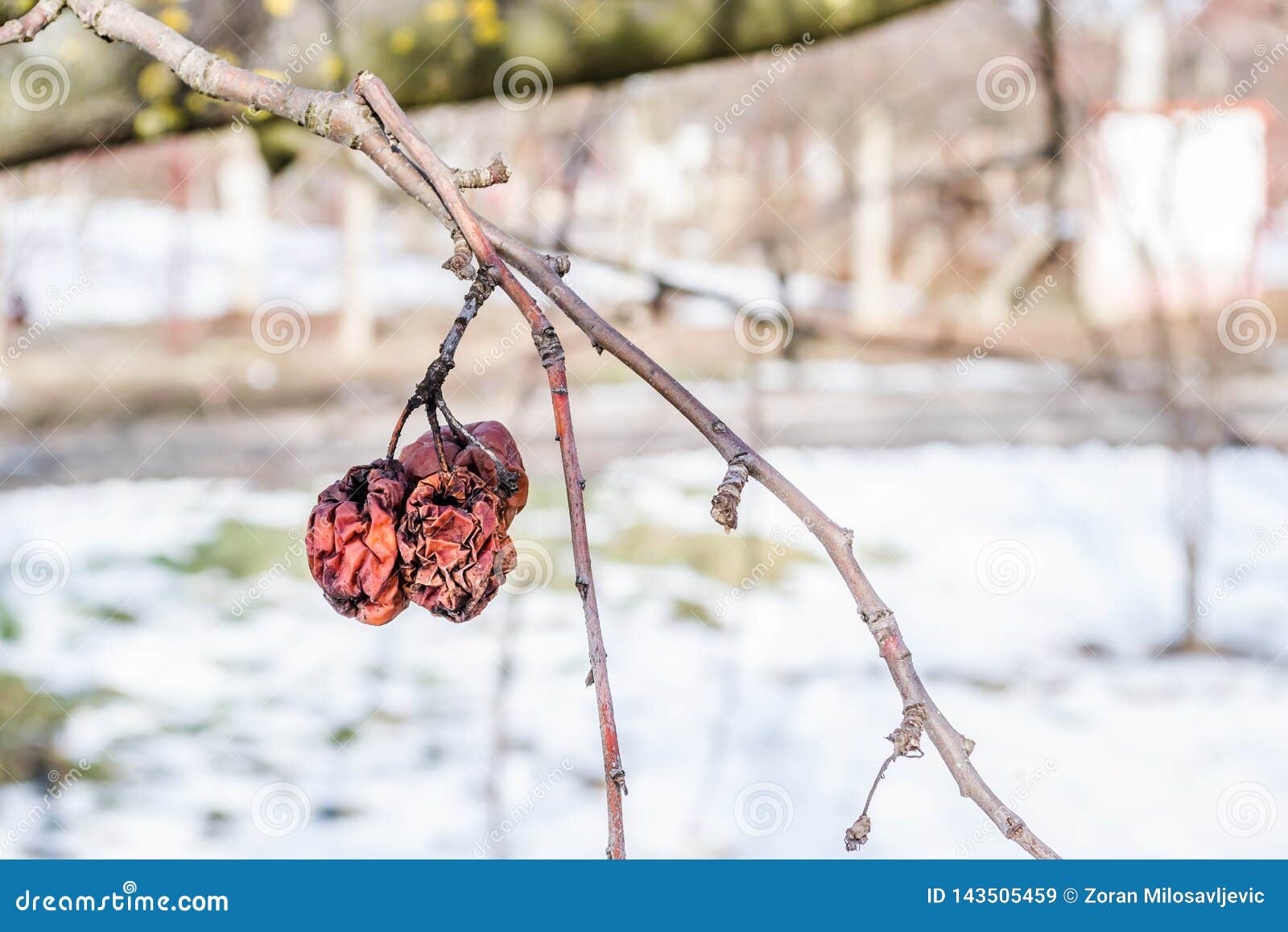 Rotten Fruit Apples on a Tree Branch Stock Image - Image of cider ...