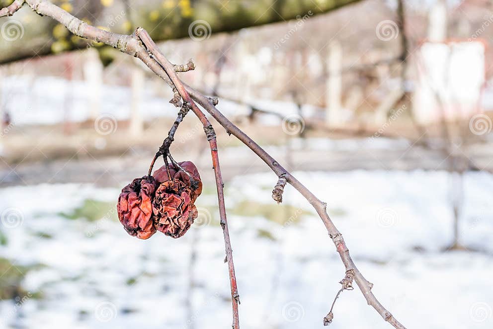 Rotten Fruit Apples on a Tree Branch Stock Image - Image of cider ...