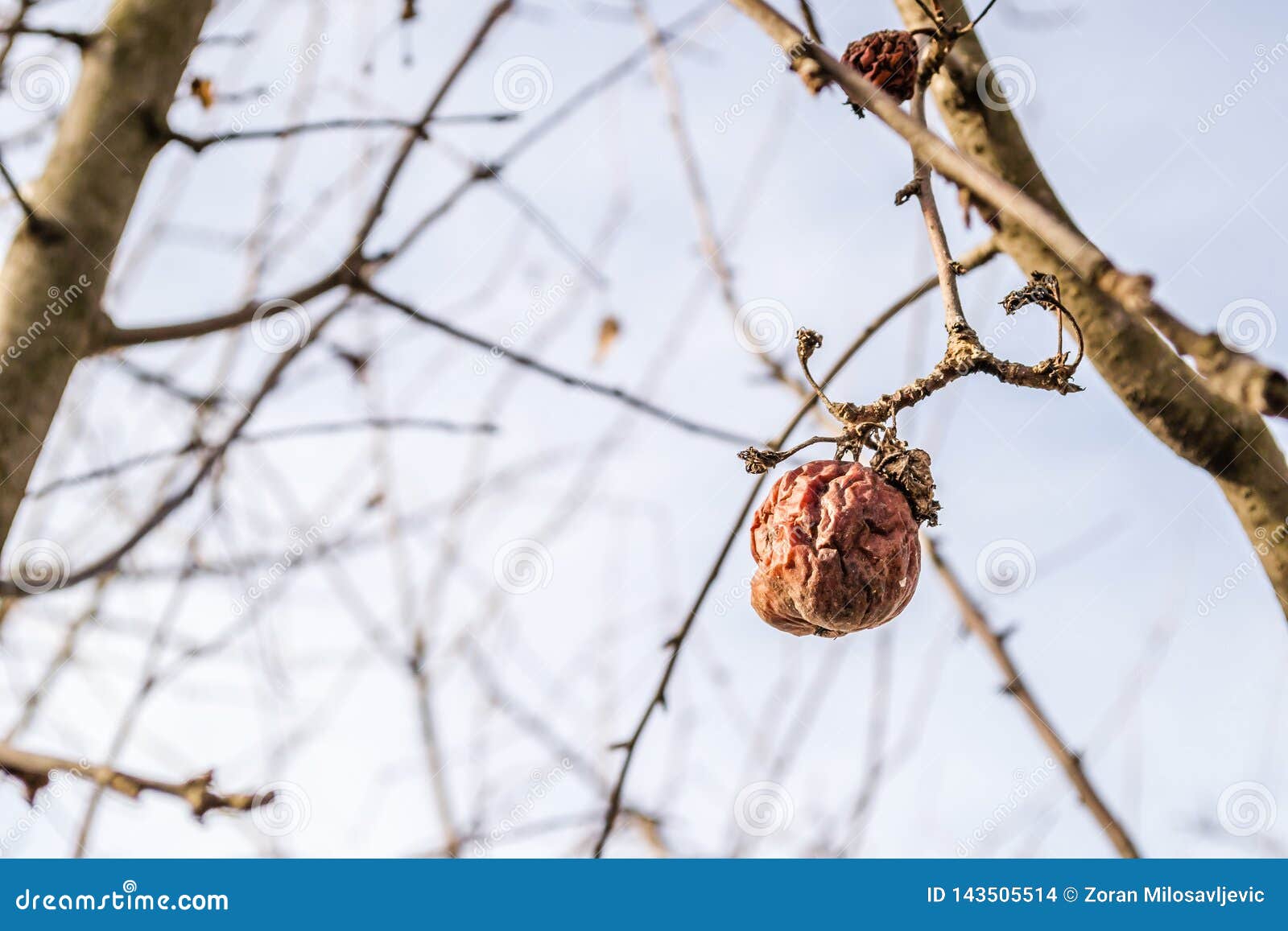 Rotten Fruit Apples on a Tree Branch Stock Photo - Image of diseased ...