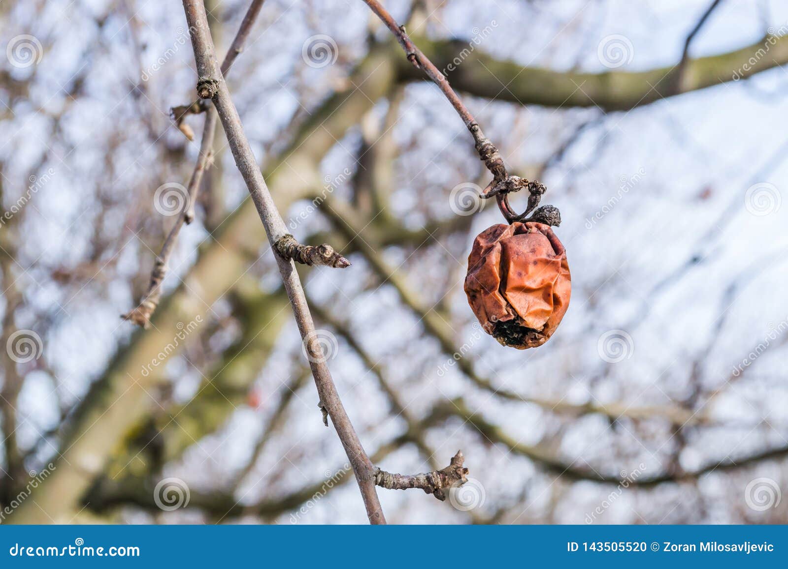 Rotten Fruit Apples on a Tree Branch Stock Photo - Image of forsook ...
