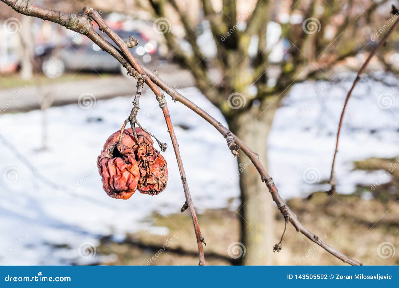 Rotten Fruit Apples on a Tree Branch Stock Photo - Image of beautiful ...