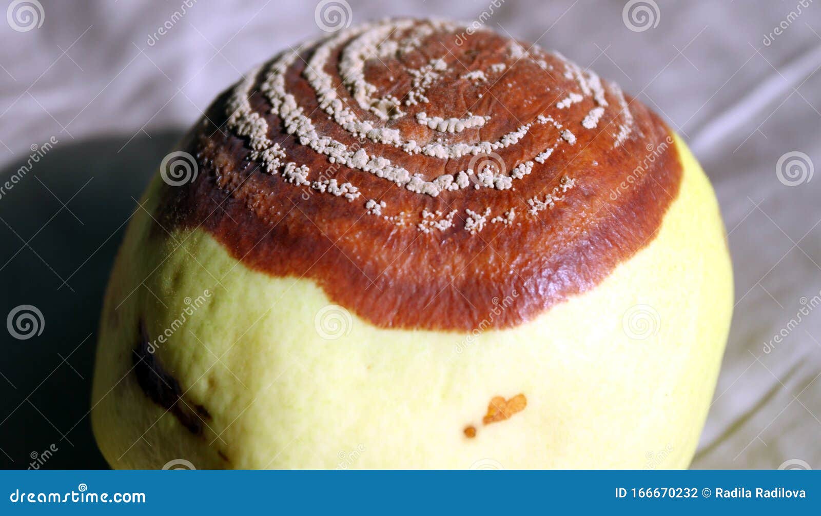 Rotten Fruit, Pattern. Structure of Decayed Fruit Stock Photo - Image ...