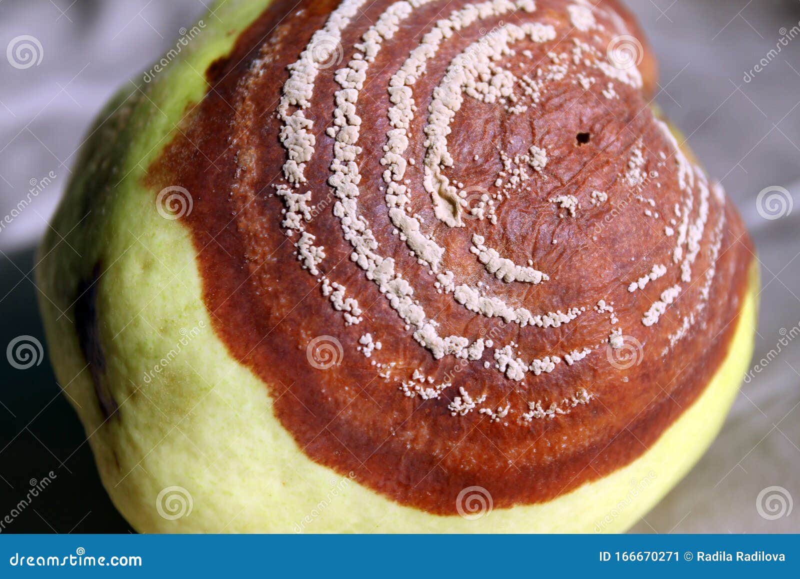 Rotten Fruit, Pattern. Structure of Decayed Fruit Stock Image - Image ...