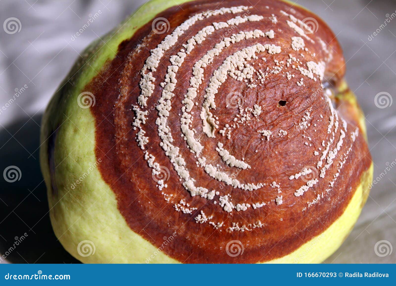 Rotten Fruit, Pattern. Structure of Decayed Fruit Stock Image - Image ...