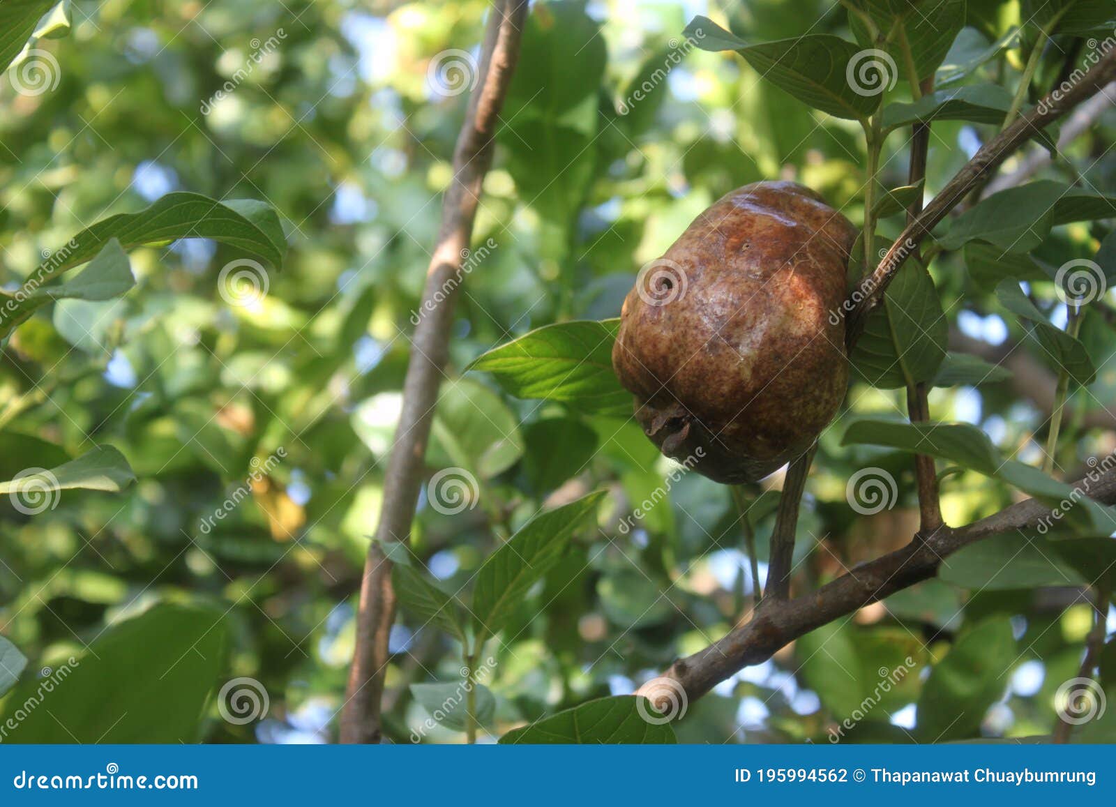Rotten stock photo. Image of spoilage, ground, remains - 195994562
