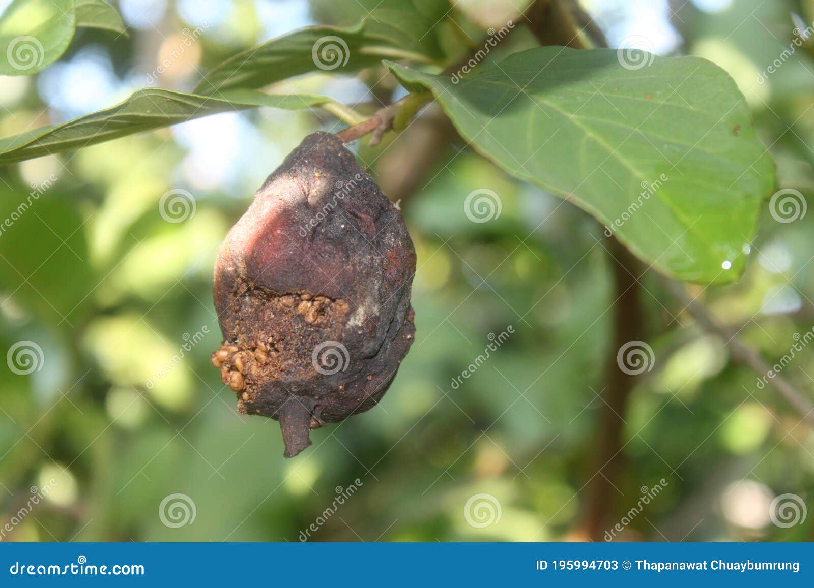 Rotten stock image. Image of sticking, branch, remains - 195994703