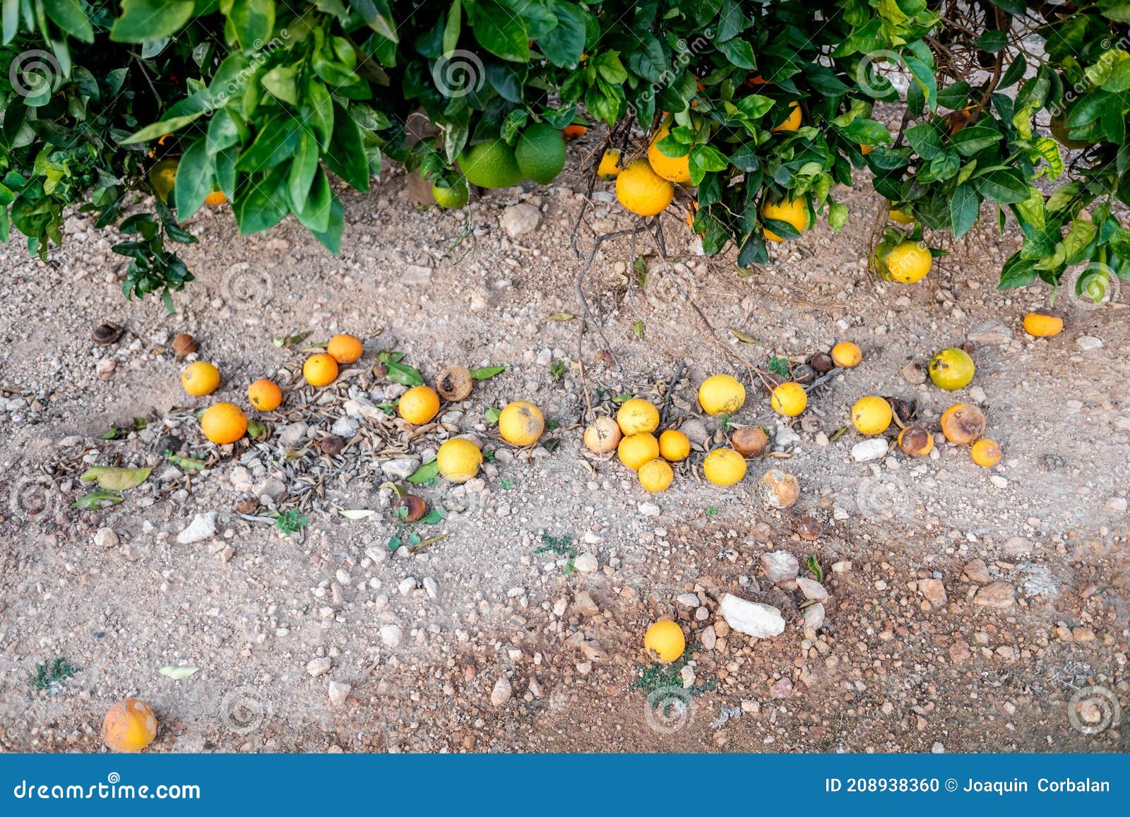 Rotten Fruit Under the Tree in an Unharvested Plantation Stock Photo ...