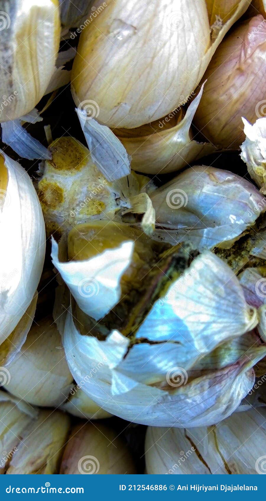 Rotten garlic focus stock photo. Image of focus, flower - 212546886