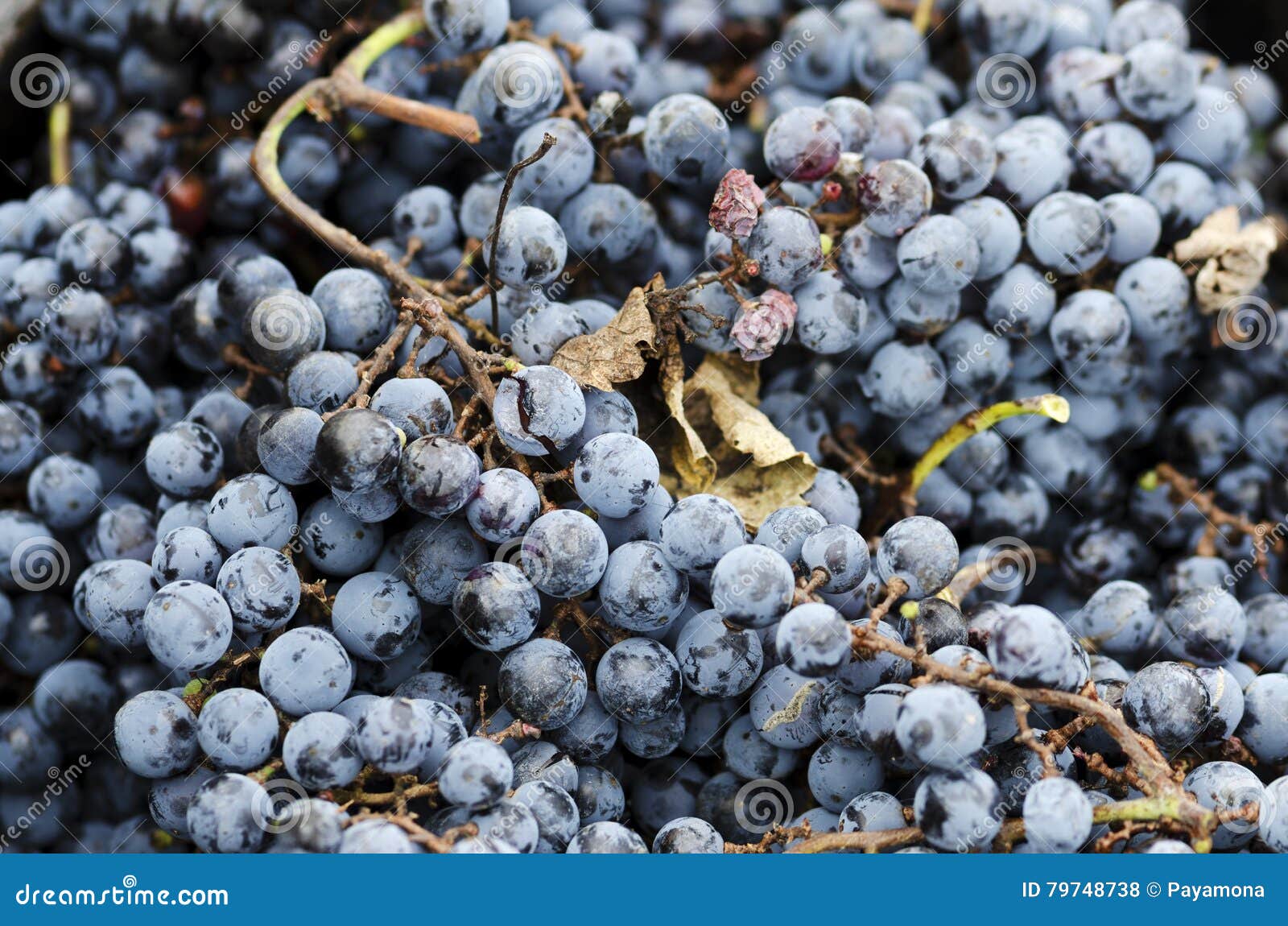 Rotten and Good Grapes in a Crate Stock Photo - Image of organic ...