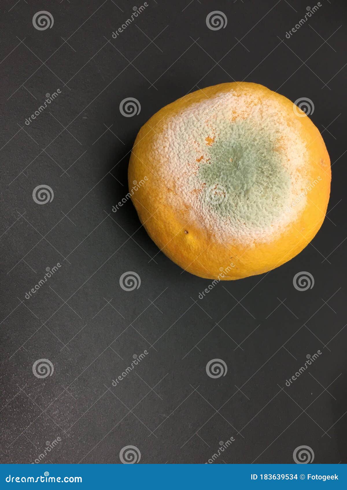 Rotten grapefruit stock photo. Image of fungi, space - 183639534