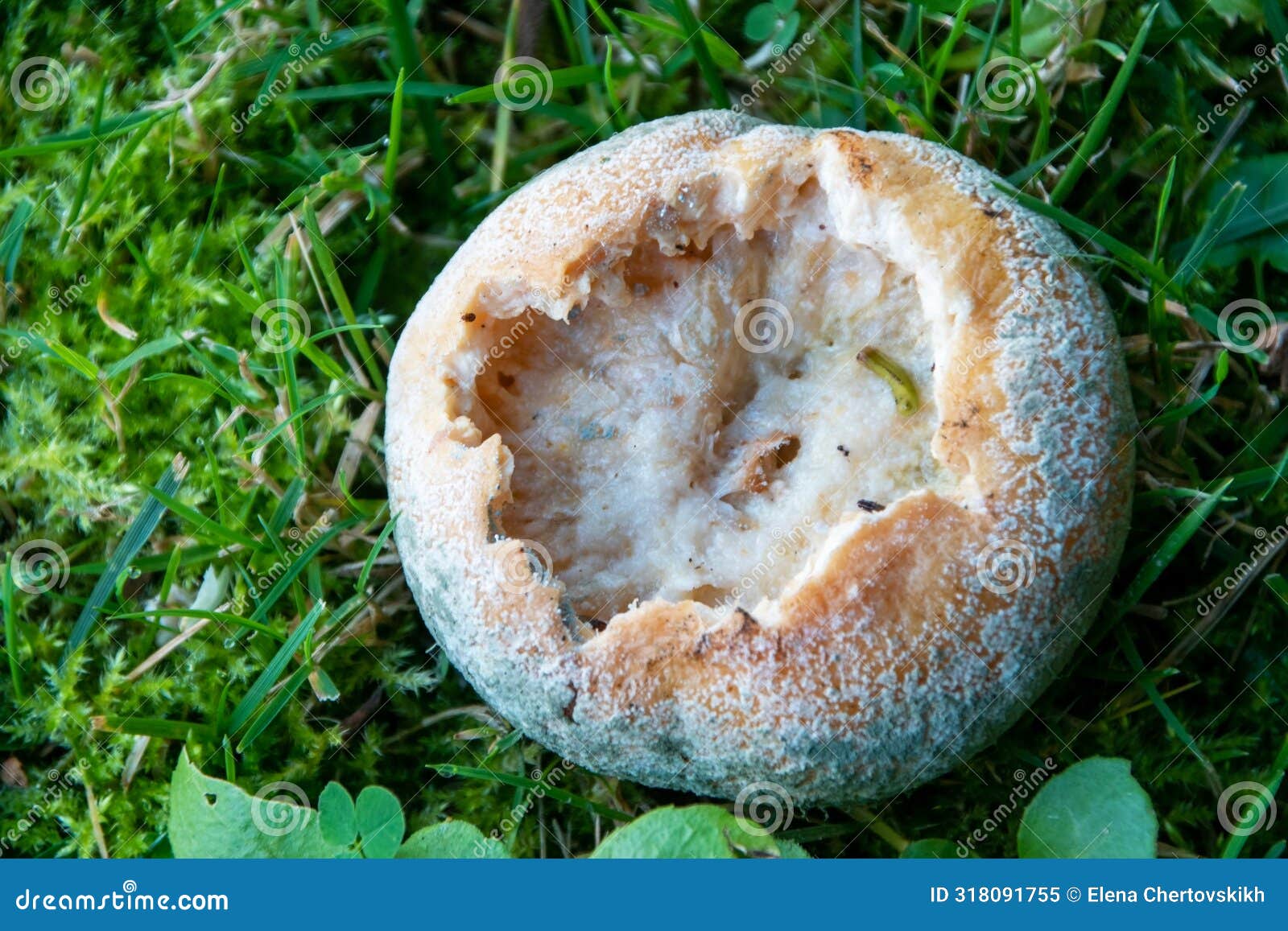 Rotten Grapefruit with Mold on the Grass Stock Image - Image of ...