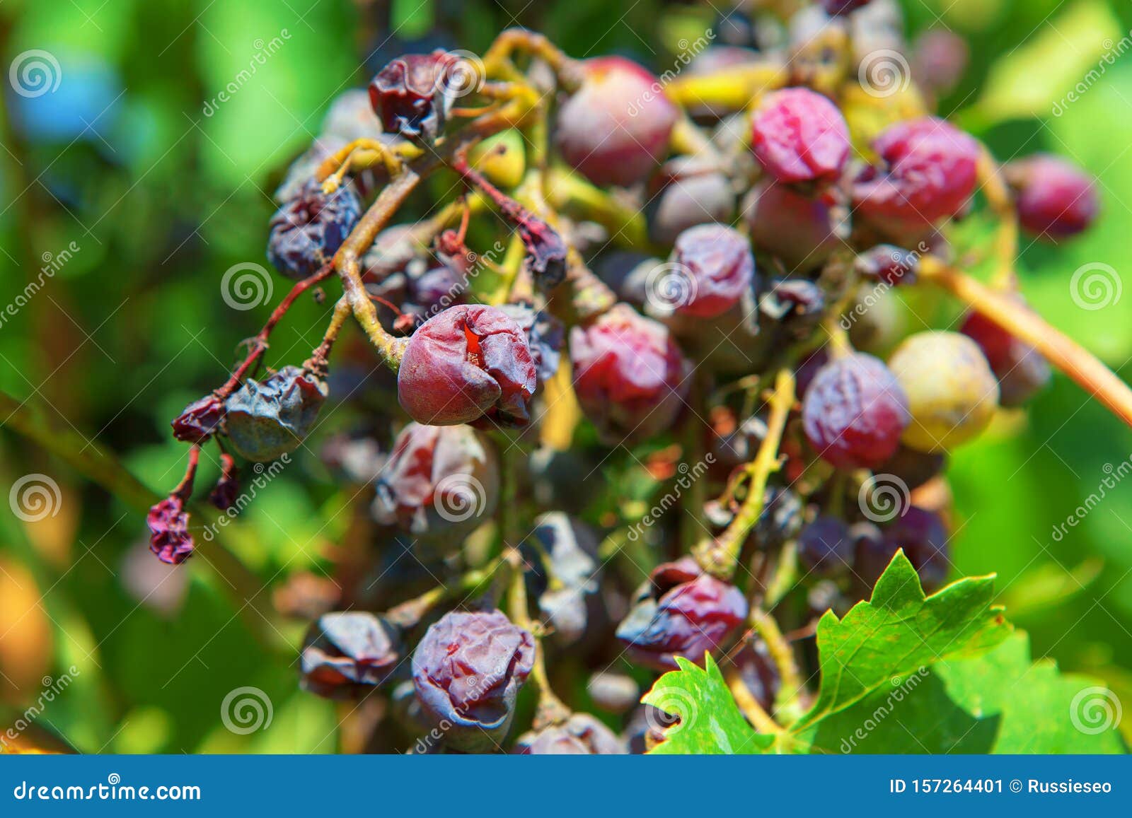 Rotten grapes stock image. Image of leaf, blossom, close - 157264401
