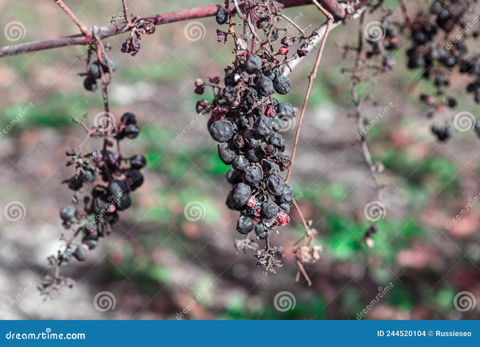 Rotten grapes stock photo. Image of agriculture, berries - 244520104