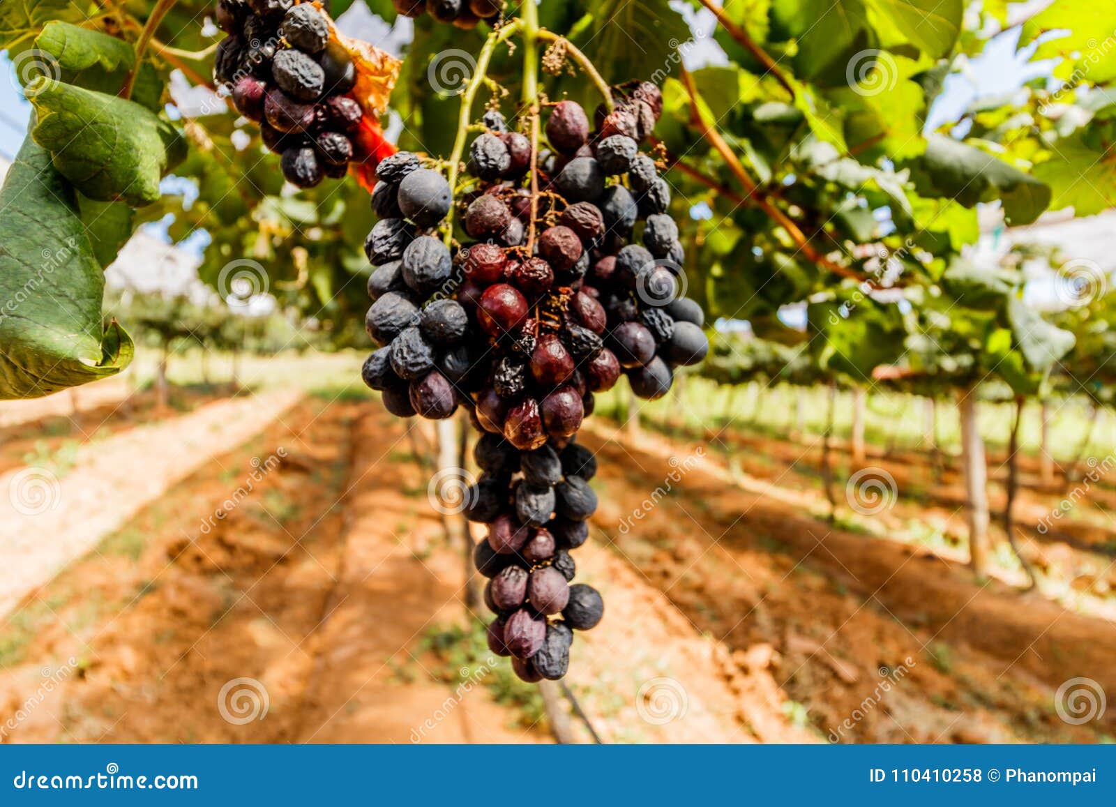 Rotten Grapes on a Vine in the Garden. Stock Photo - Image of autumn ...