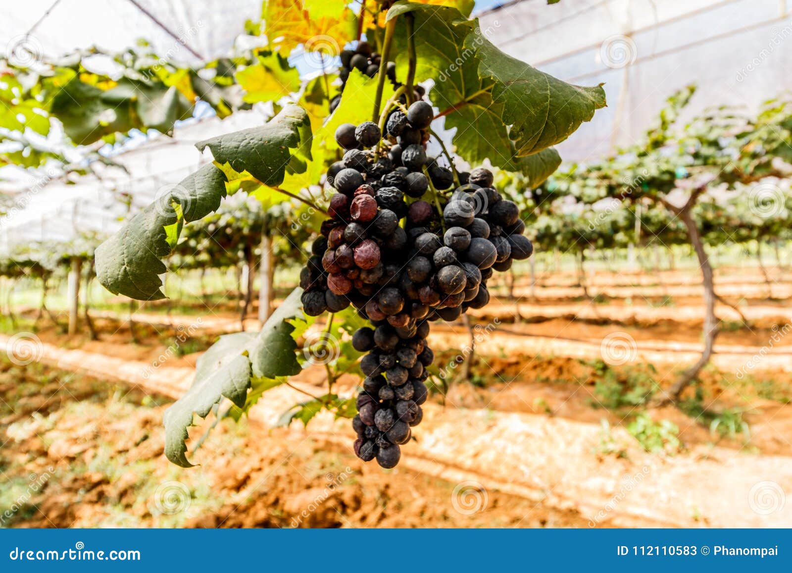 Rotten Grapes on a Vine in the Garden. Stock Image - Image of focus ...
