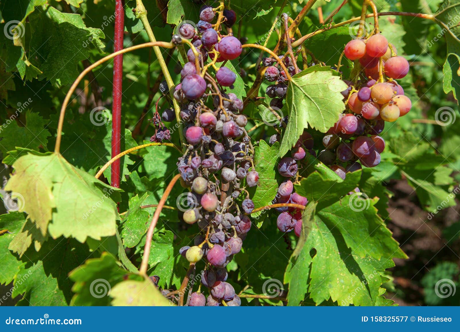 Rotten Grapes in the Vineyard Stock Image - Image of field, background ...