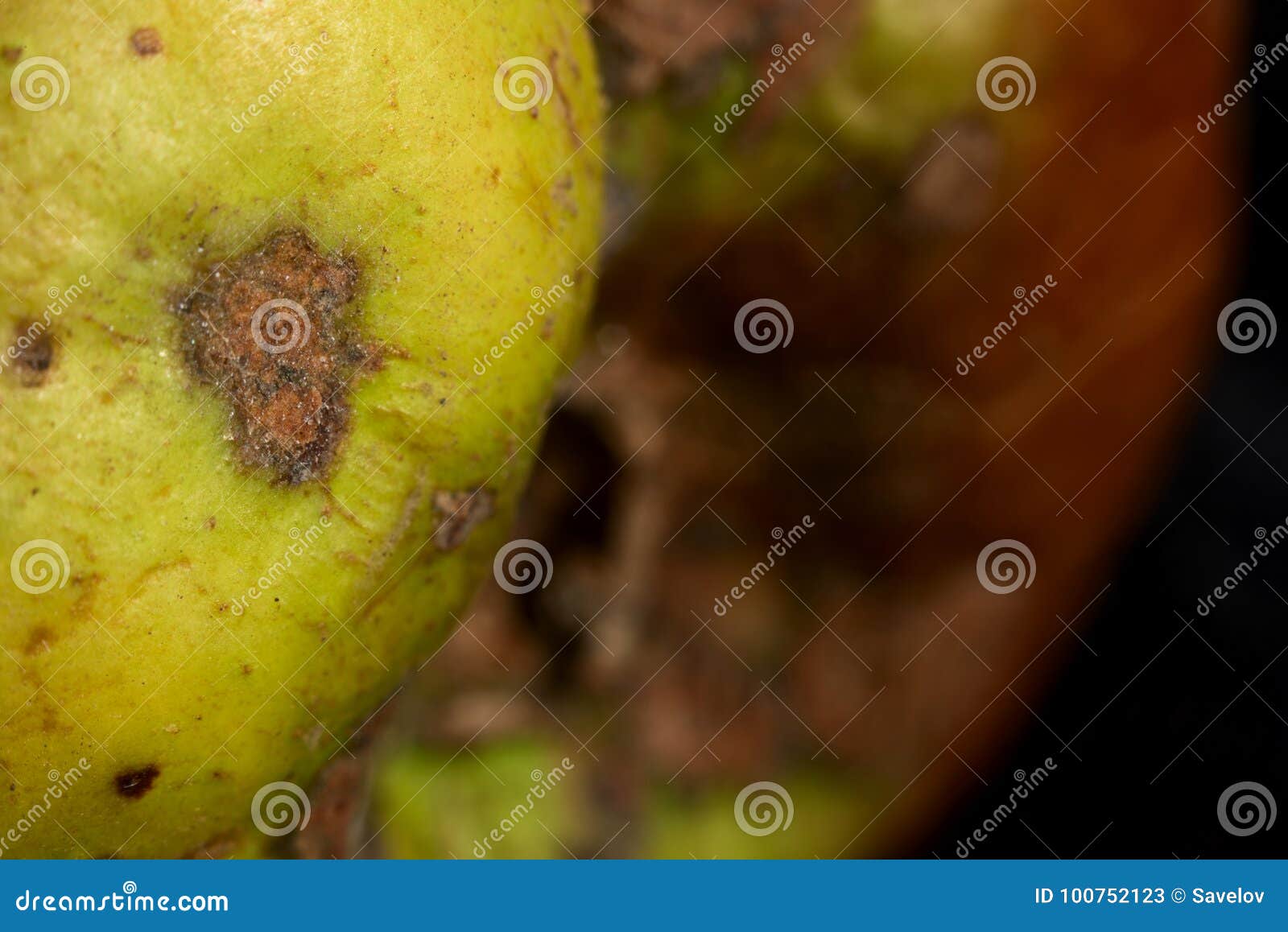 Rotten green apple macro stock image. Image of fruit - 100752123