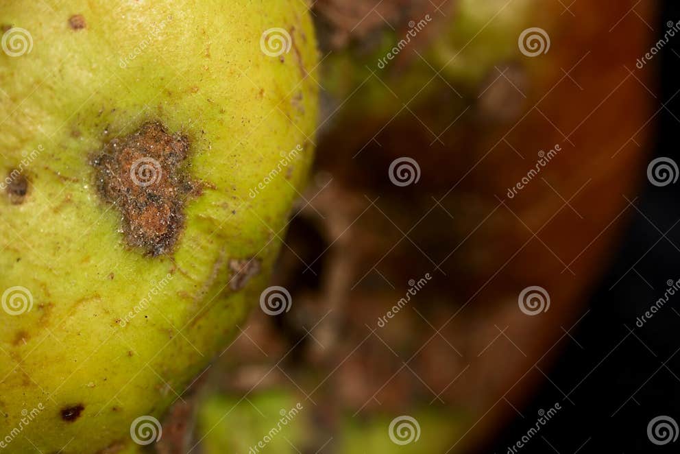 Rotten green apple macro stock image. Image of fruit - 100752123