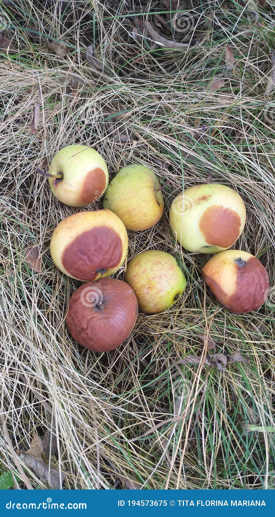 Rotten Green Pepper. Botrytis Blight. Diseases Of The Capsicum And Bell ...