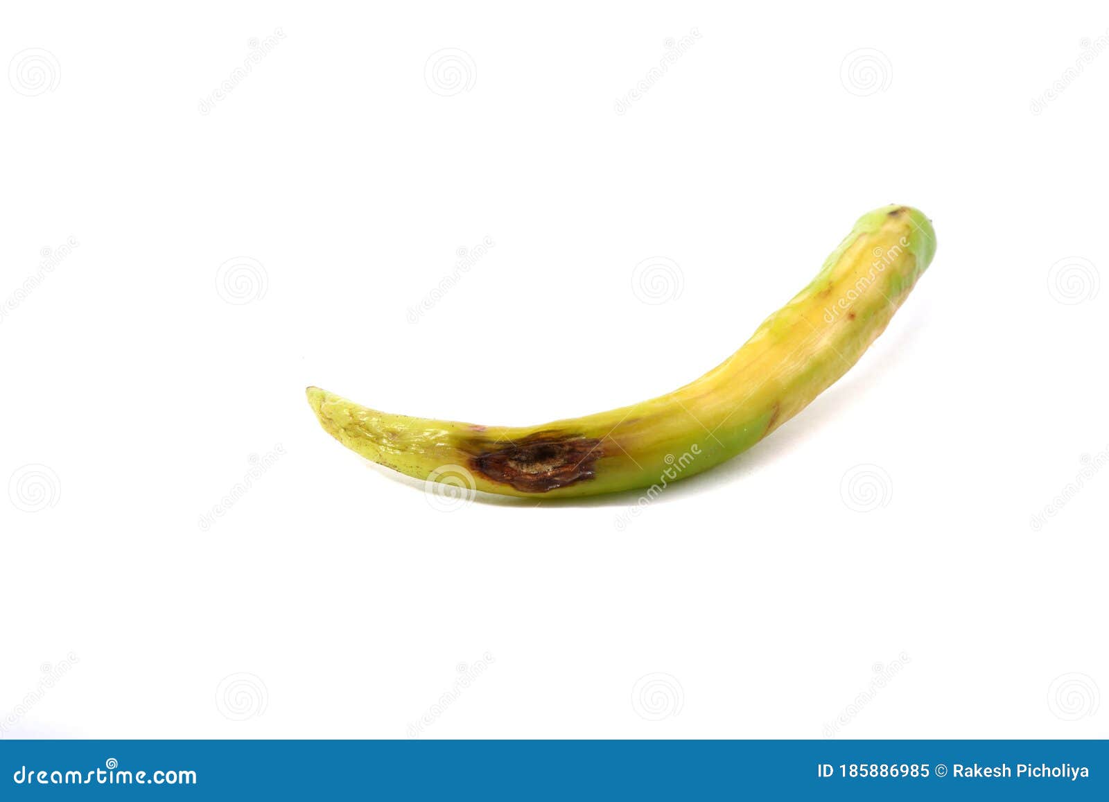 Rotten Green Pepper. Diseases Of The Capsicum And Bell Pepper. Botrytis ...