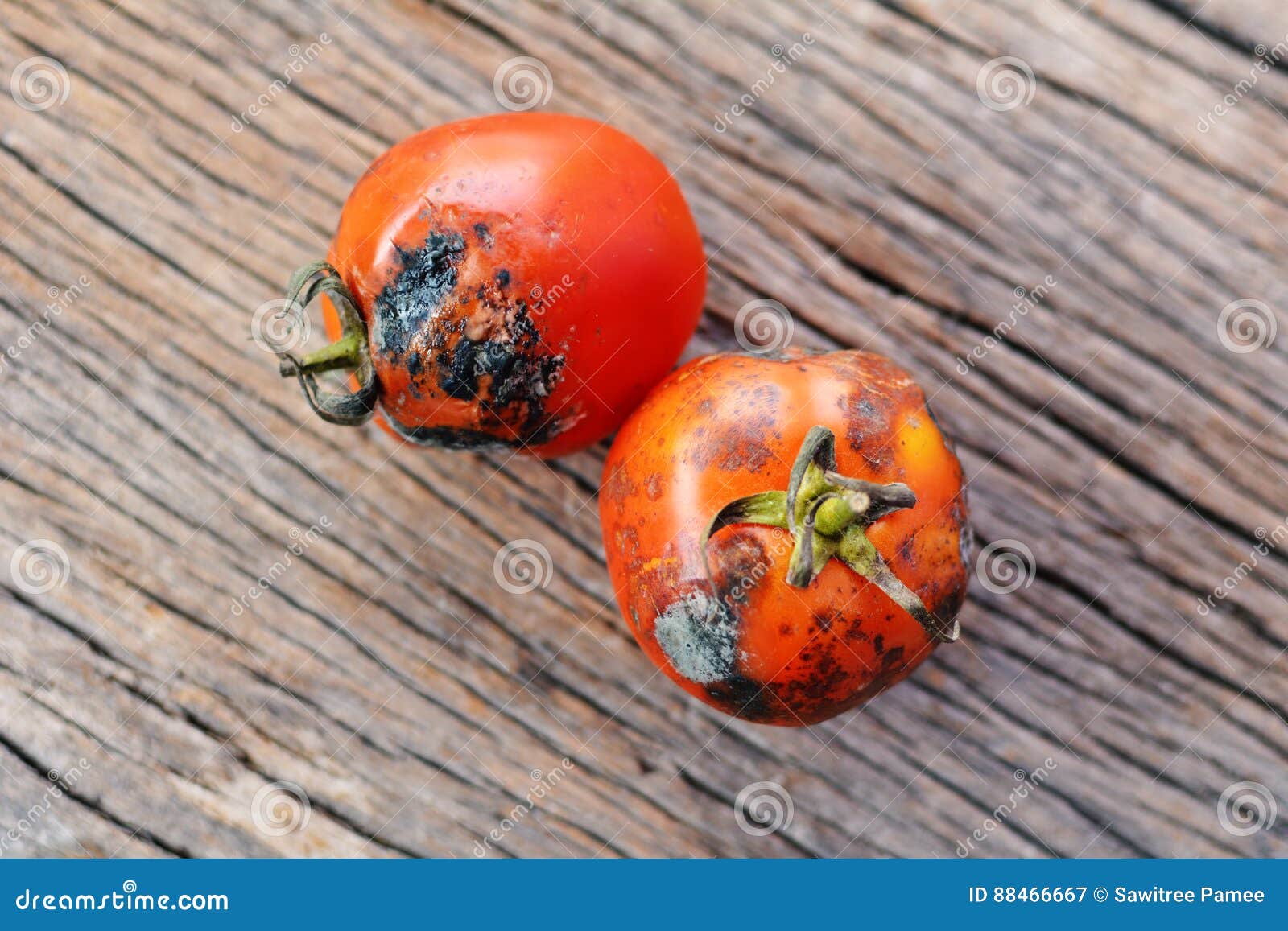 Rotten Group of Tomato on Old Wood Background Stock Image - Image of ...